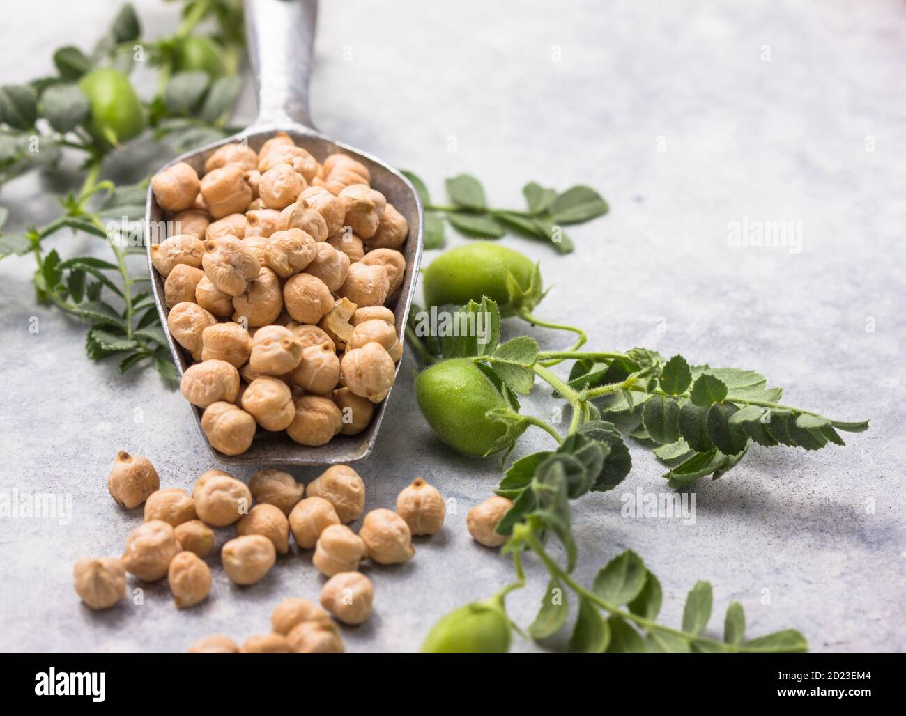 Gousse de pois chiche Banque de photographies et d’images à haute ...