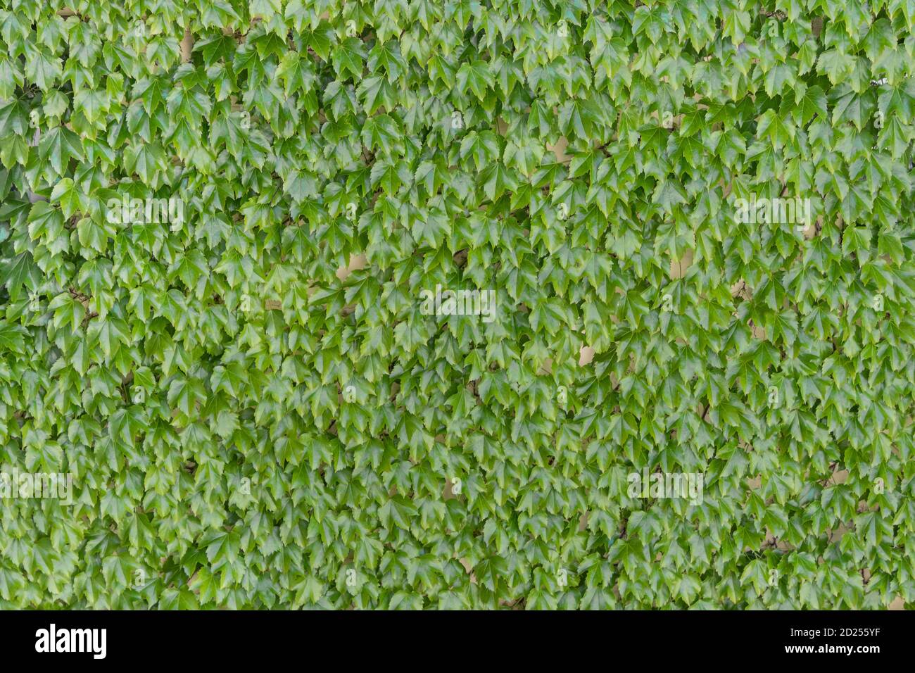 Plante texture Banque de photographies et d’images à haute résolution ...