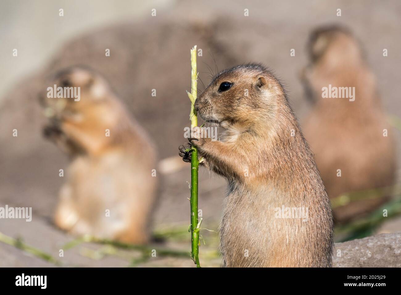 Black tailed prairie dog Banque de photographies et d’images à haute ...