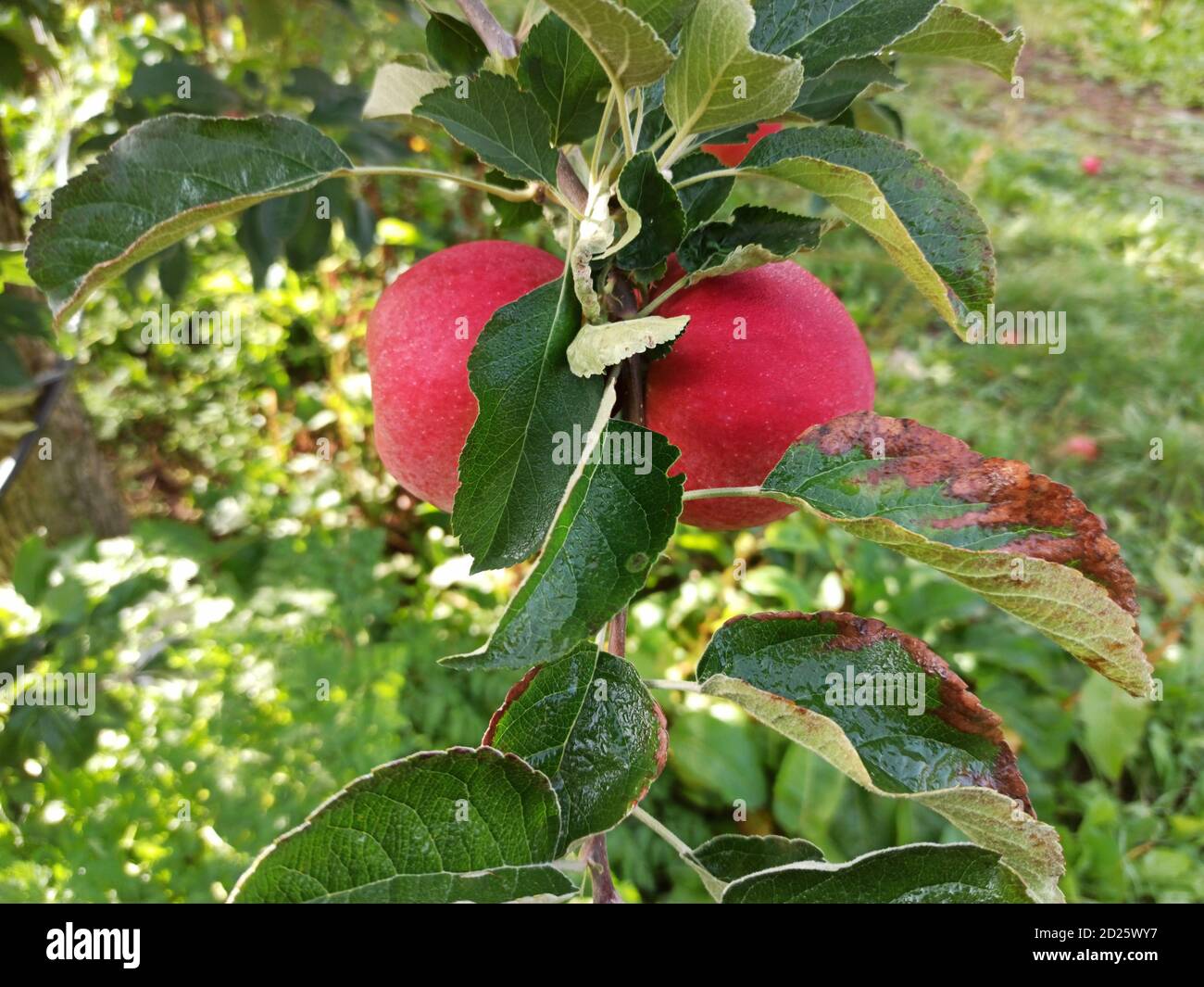 Dans un verger de pommiers avec des pommes rouges, prêtes pour la ...