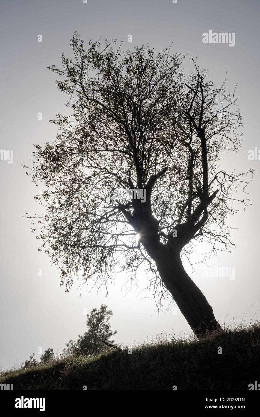 silhouette d'un olivier solitaire sec sur un couvert jour Photo Stock ...