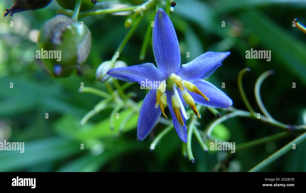 Lys bleu Banque de photographies et d’images à haute résolution - Alamy