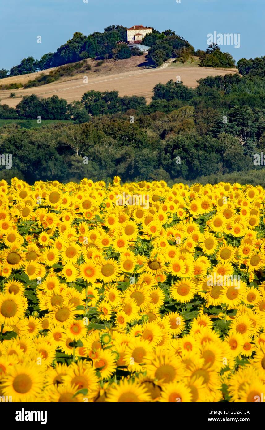 Un paysage agricole de collines douces qui sont typiques de la région ...