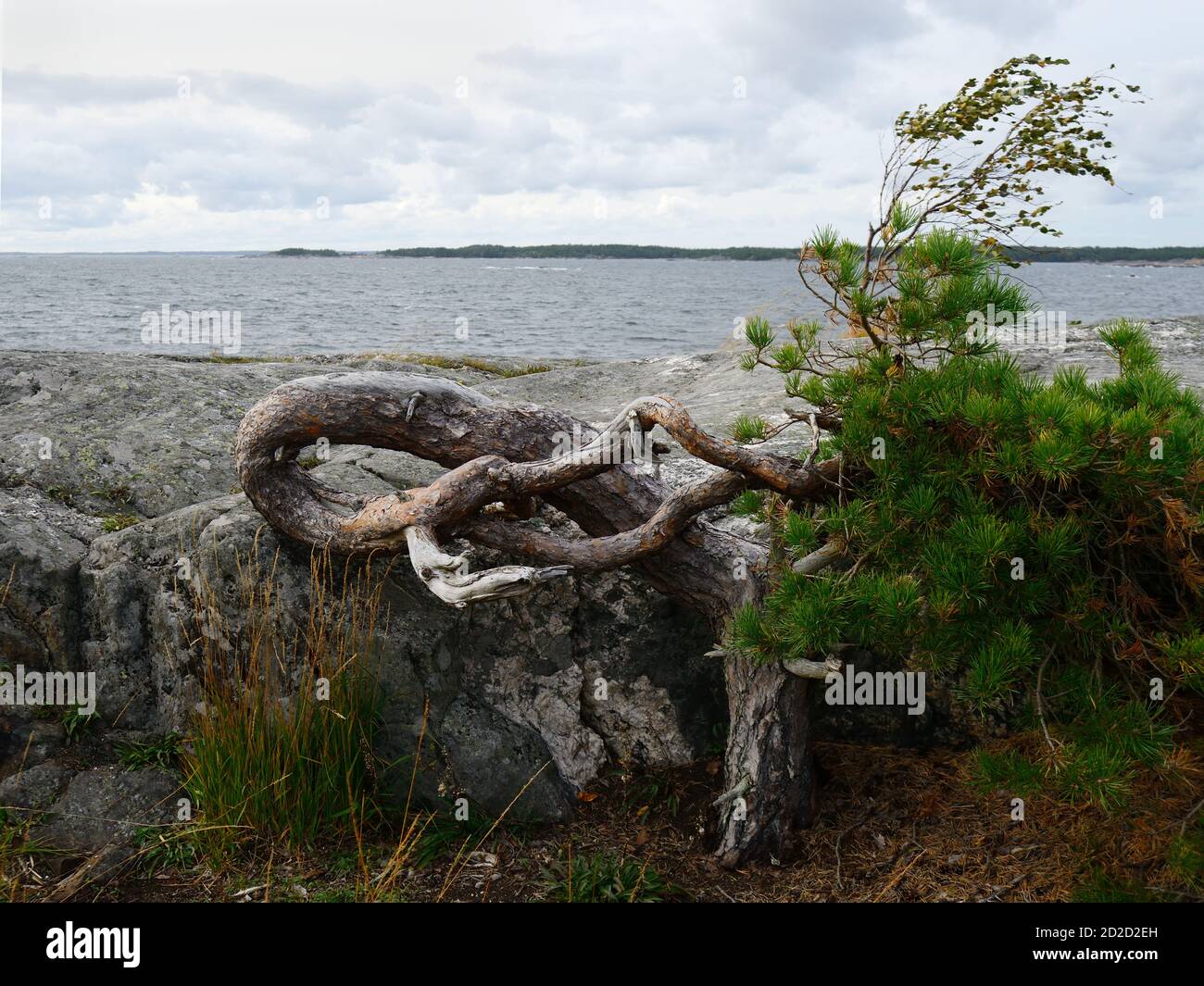 Arbre qui pousse sur un rocher Banque de photographies et d’images à ...