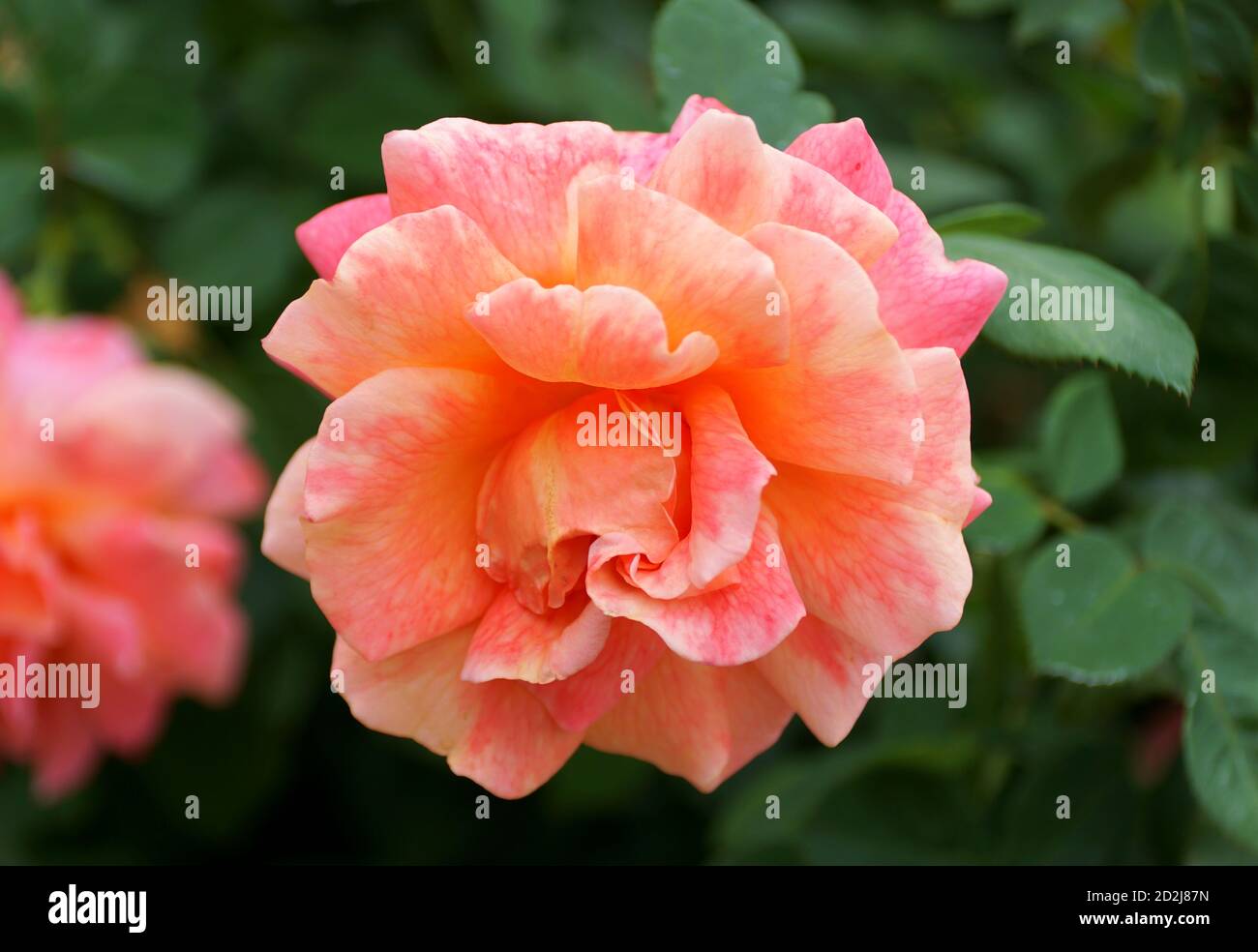 Orange floribunda rose Banque de photographies et d’images à haute ...