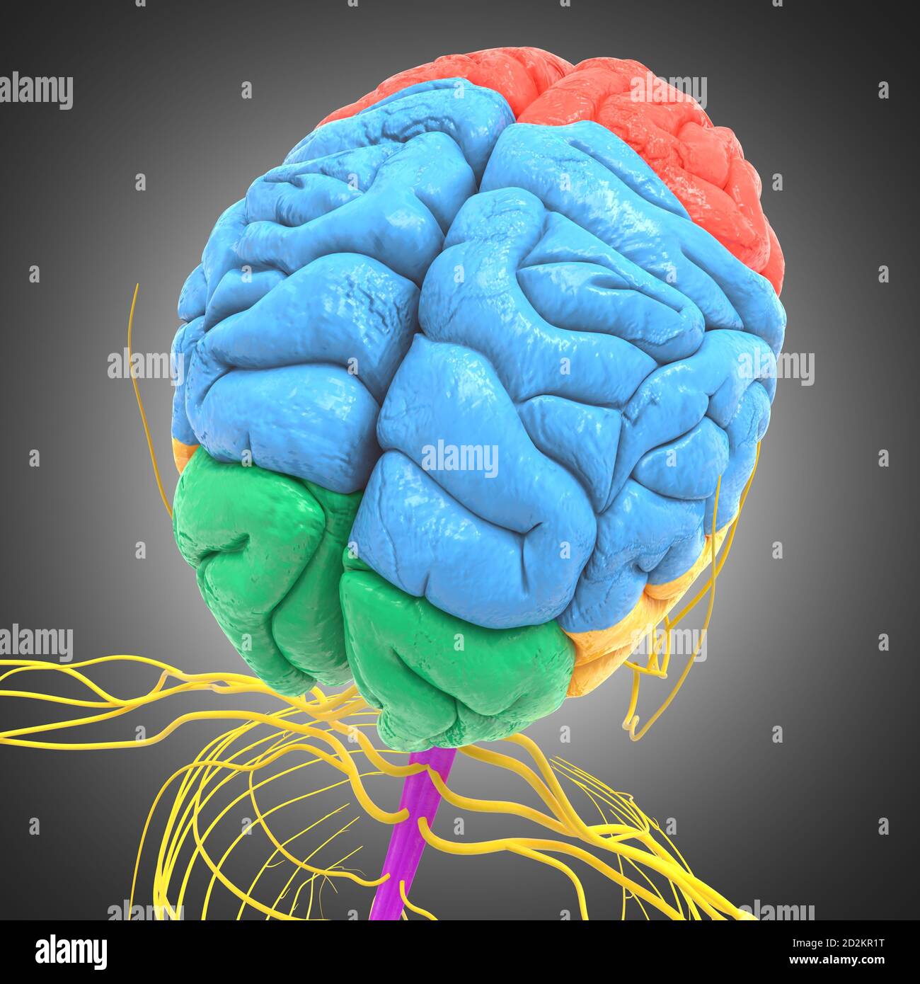 Anatomie Du Cerveau Humain Anatomie Des Zones Du Cerveau Humain Cortex