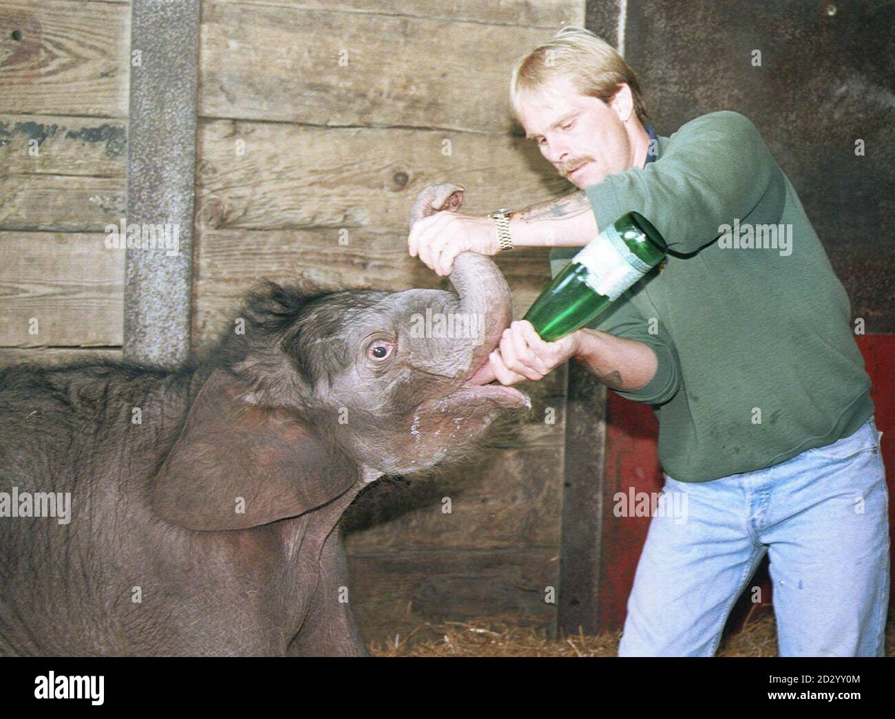 Ashoka, le nouveau bébé éléphant de taureau indien, né il y a deux ...