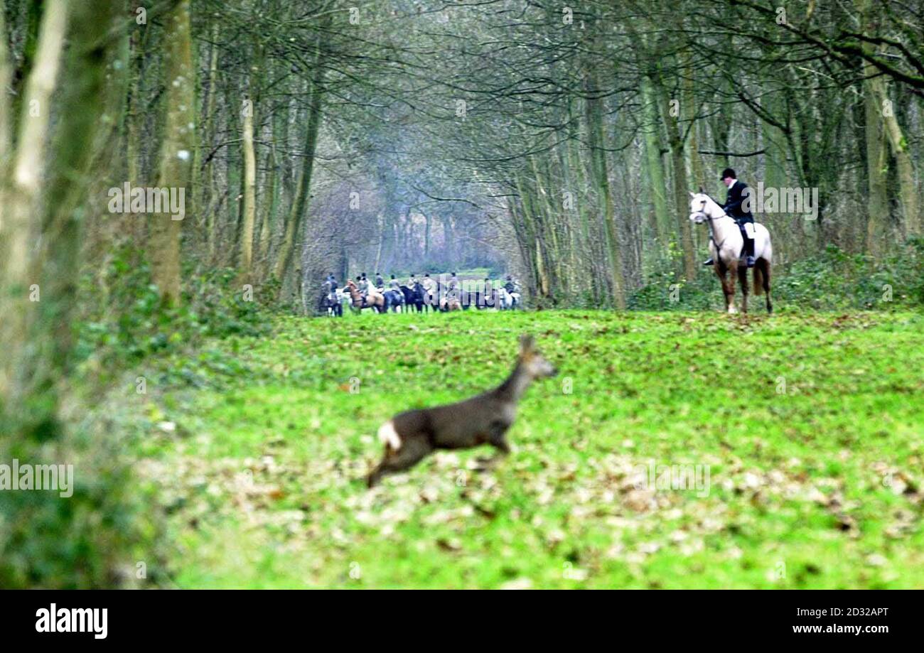 La chasse au beaufort rassemble au badminton une poignée de chasses ...