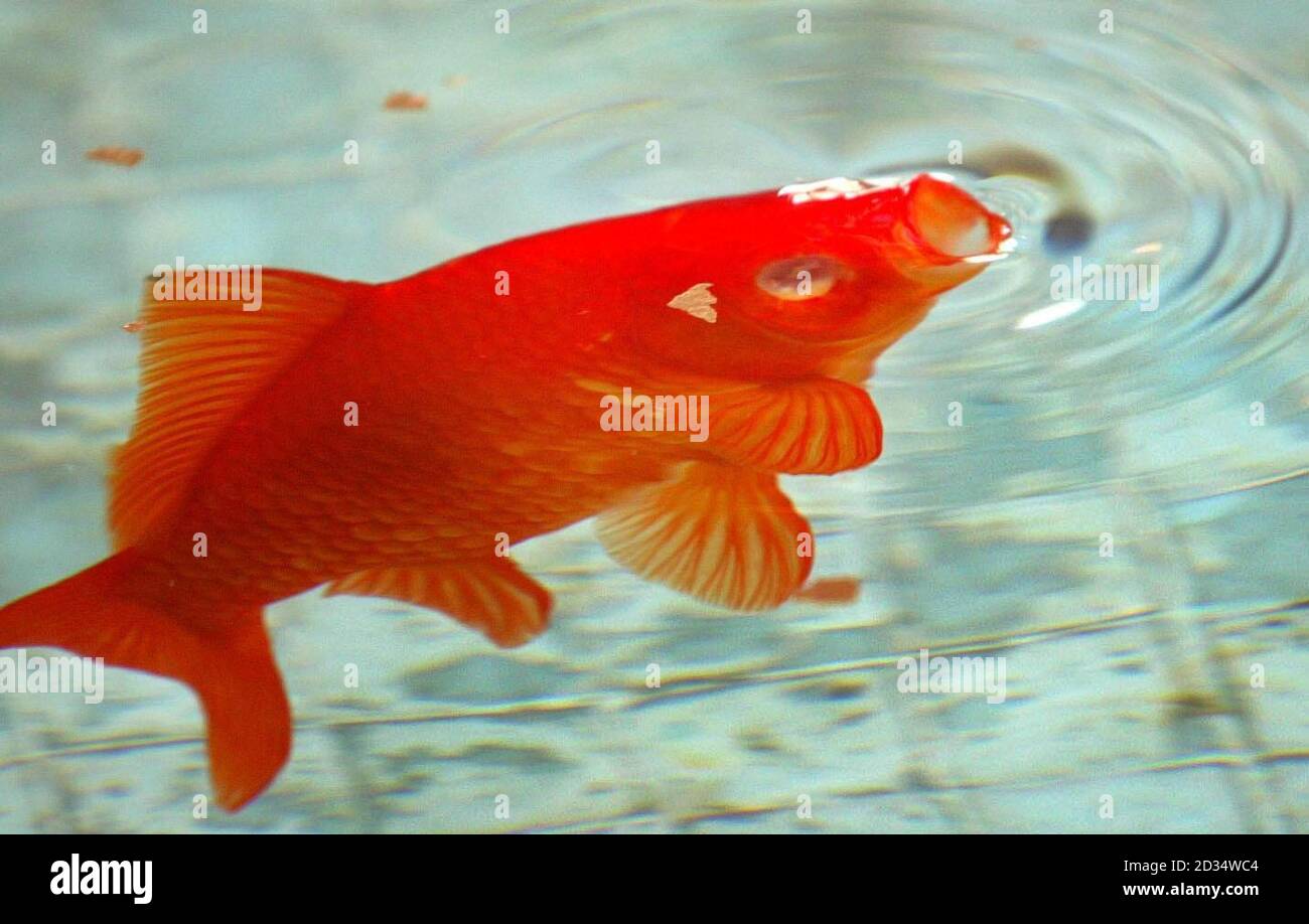 Le poisson rouge au Musée de l'Écosse à Édimbourg qui a subi une ...