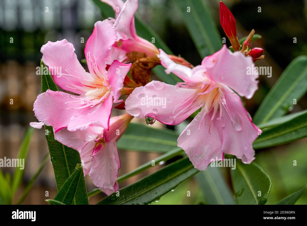 Feuille de laurier rose unique Banque de photographies et d’images à ...