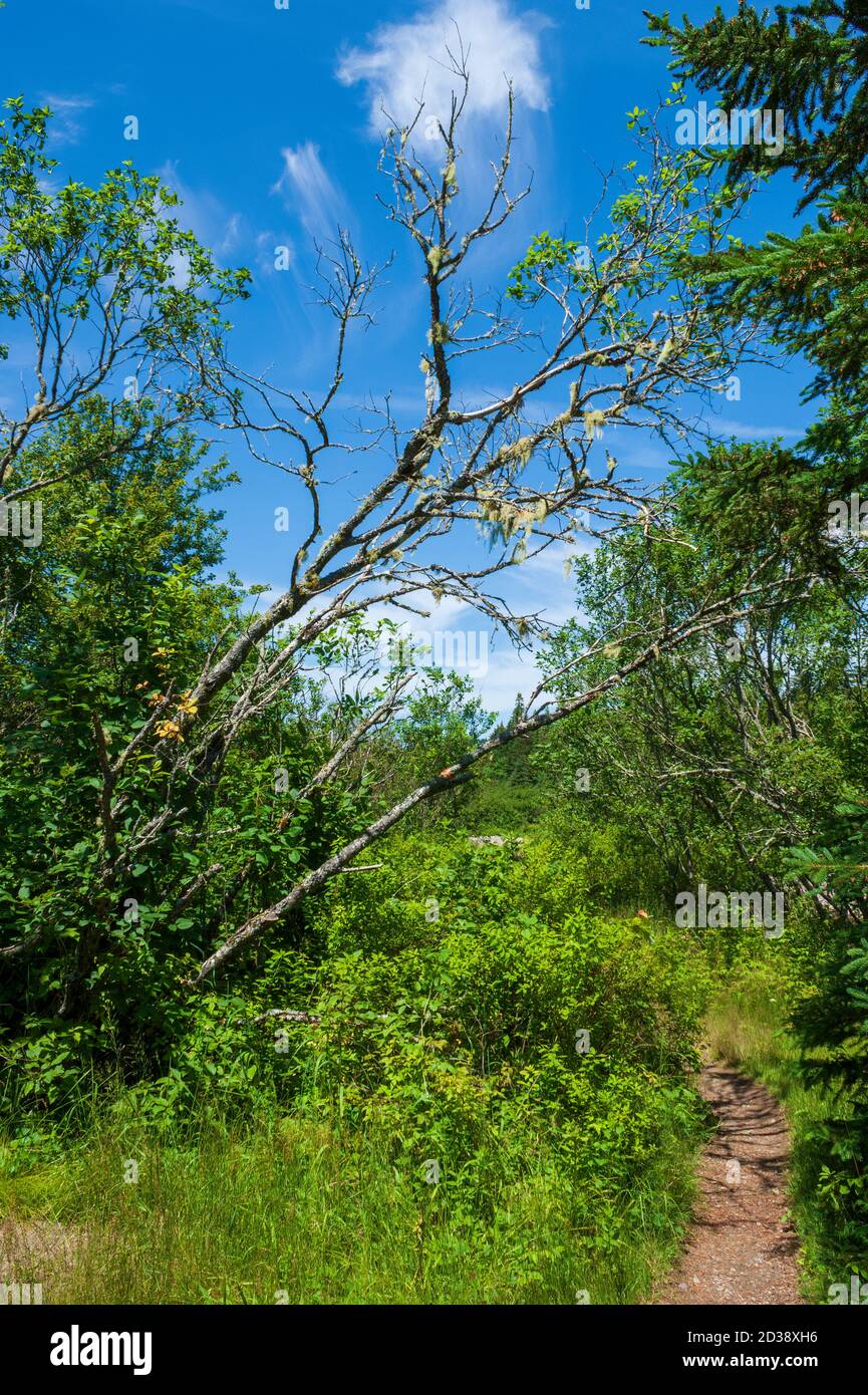 Lichen usnea et arbre mort Banque de photographies et d’images à haute ...