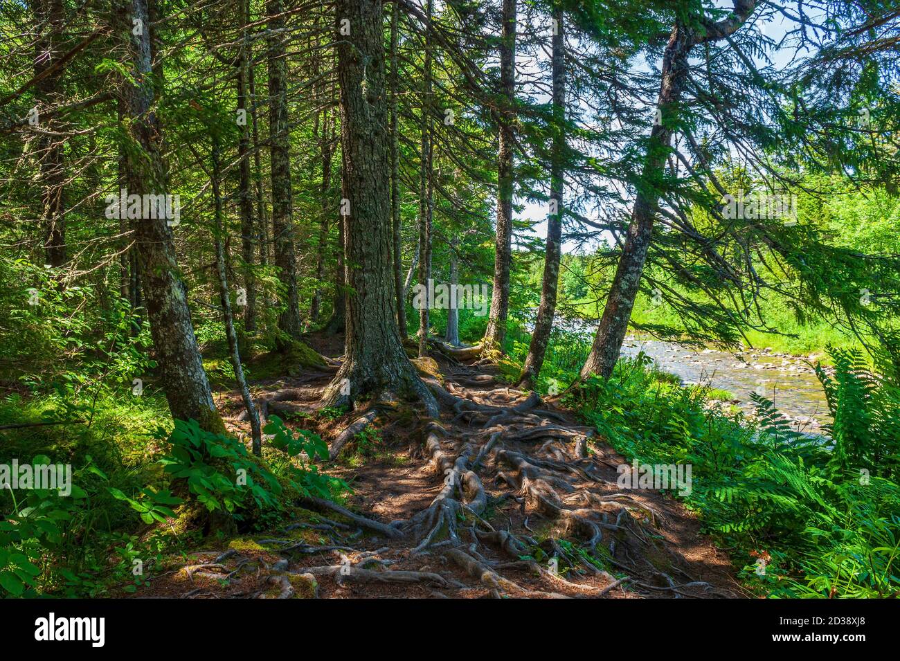 Acadian forest Banque de photographies et d’images à haute résolution ...