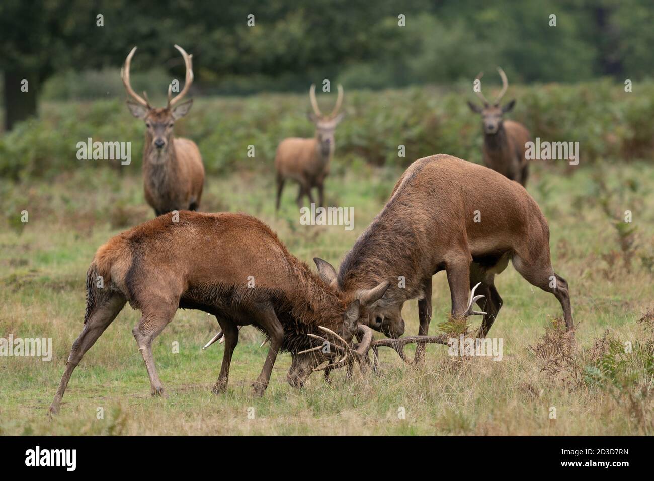 Jeunes cerfs de cerf de Virginie observant deux cerfs matures se ...