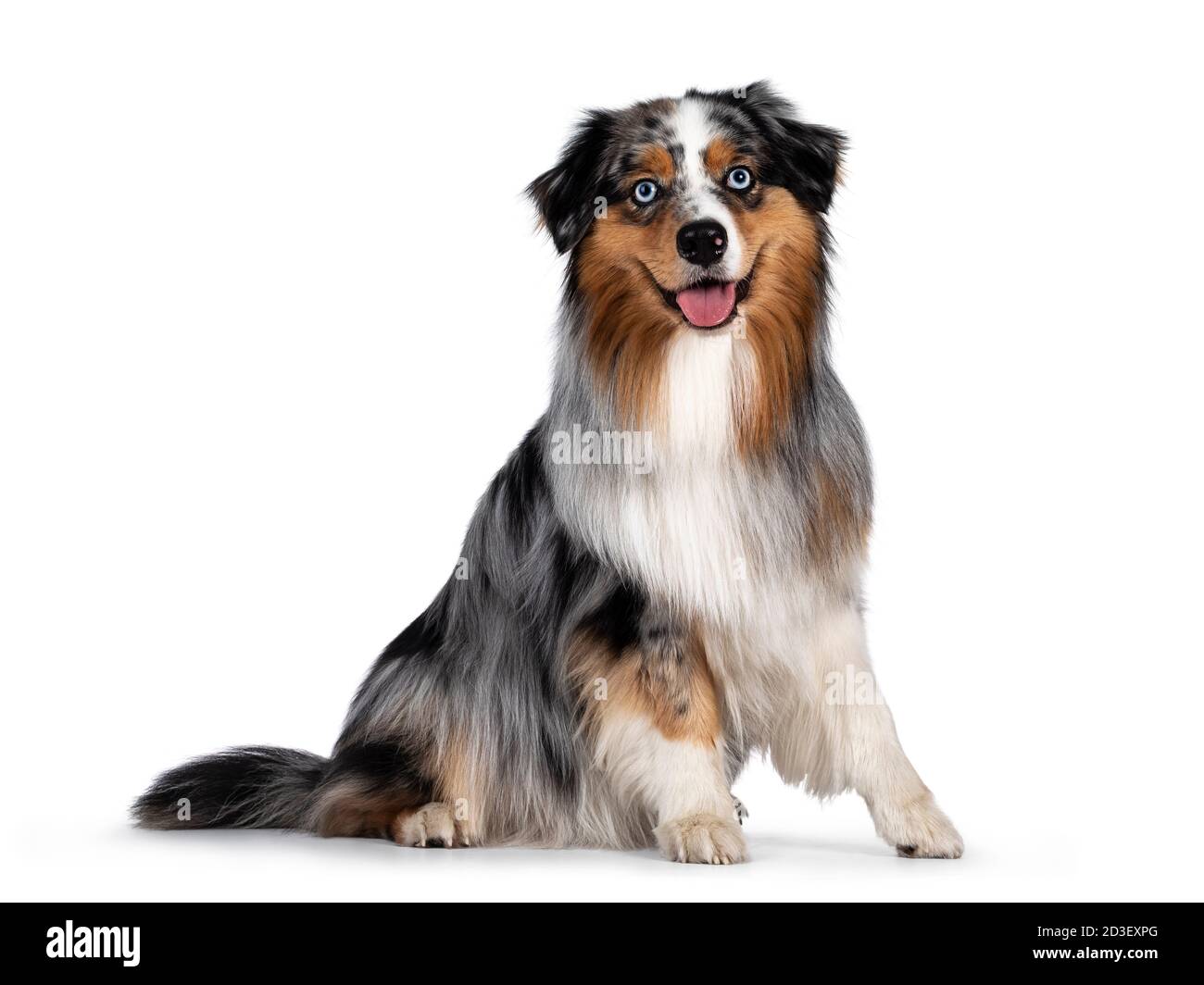 Chien de berger australien aux yeux bleus Banque d'images détourées - Alamy