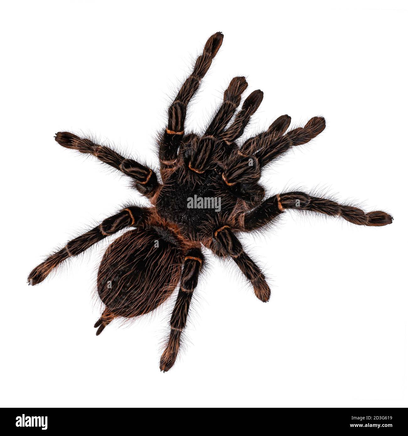 Très grosses jambes femme Banque de photographies et d’images à haute ...