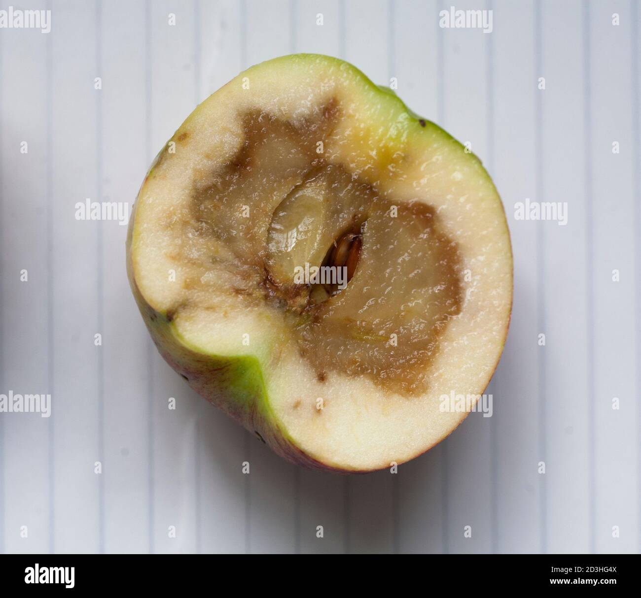 Champignon d'arbre fruitier Banque de photographies et d’images à haute ...