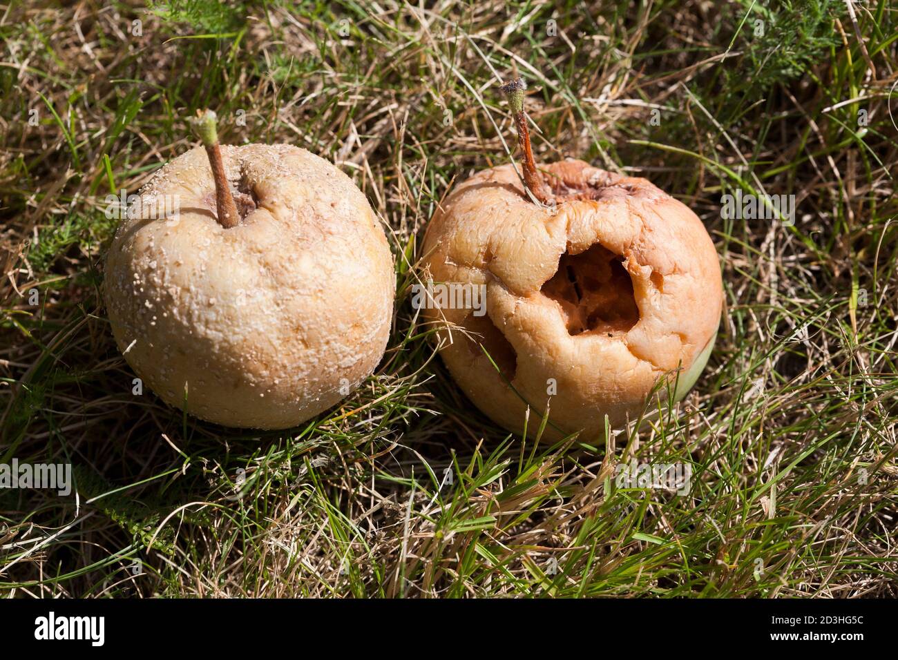 Champignon d'arbre fruitier Banque de photographies et d’images à haute ...