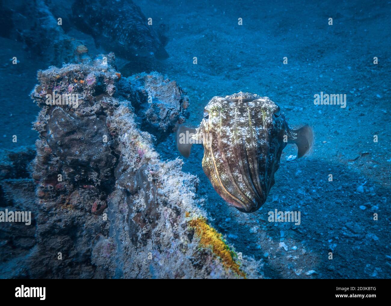 Oeil de seiche Banque de photographies et d’images à haute résolution ...