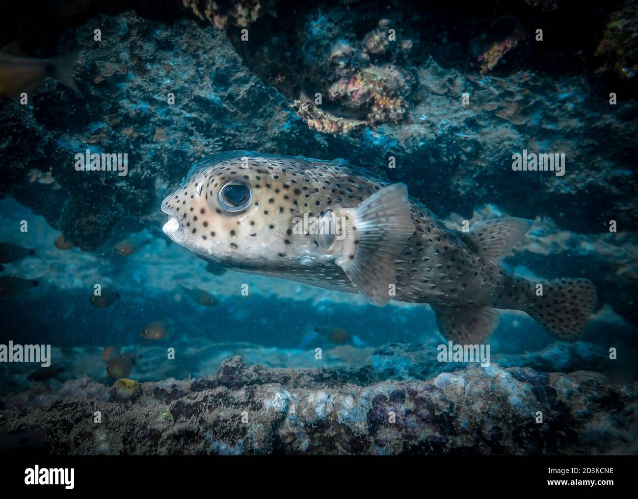 Poisson burr Banque de photographies et d’images à haute résolution - Alamy