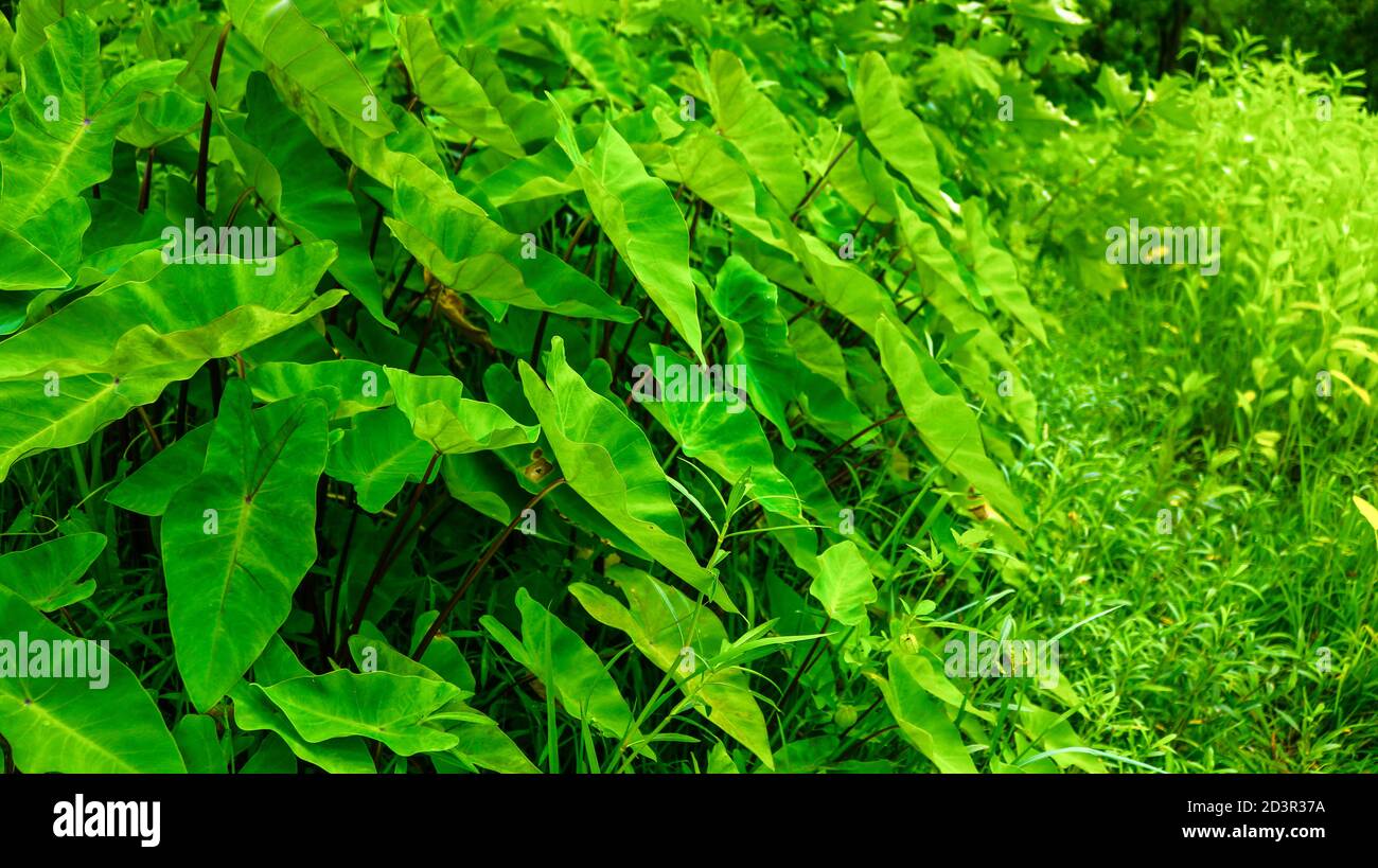 Edible corms Banque de photographies et d’images à haute résolution - Alamy