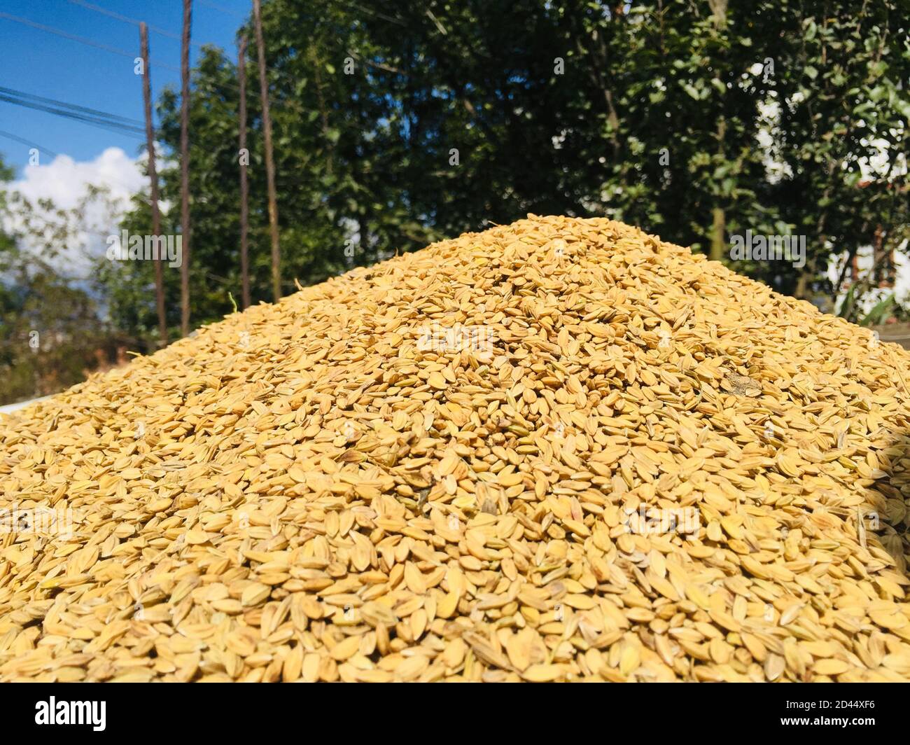 Processus de culture du riz Banque de photographies et d’images à haute ...