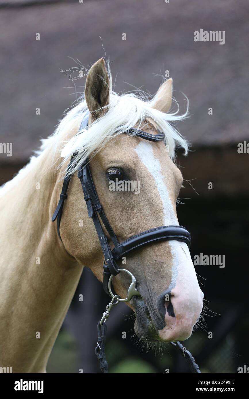 Belle face d'un cheval de race. Portrait de la belle étalon. Une photo ...