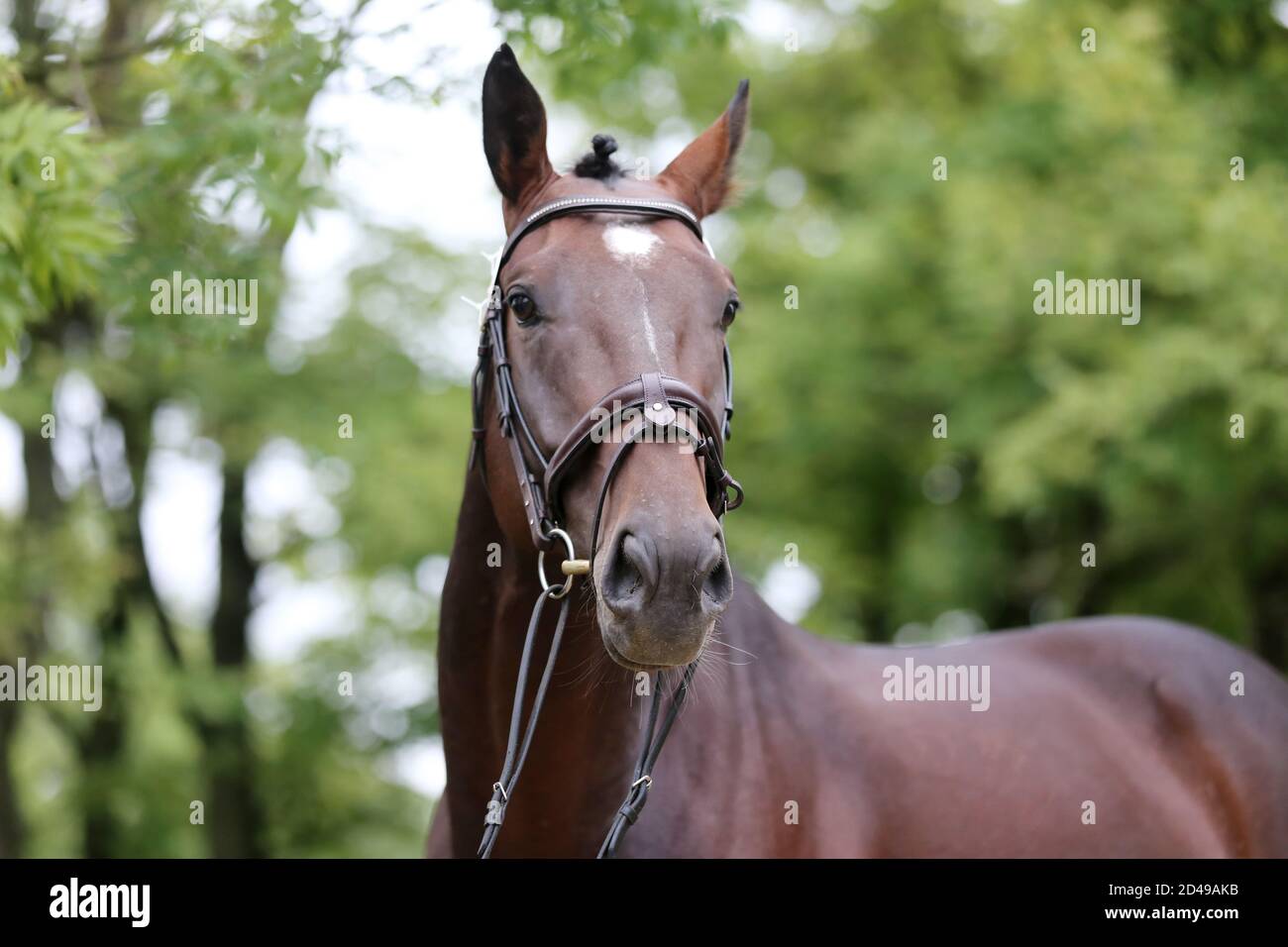 Belle face d'un cheval de race. Portrait de la belle étalon. Une photo ...