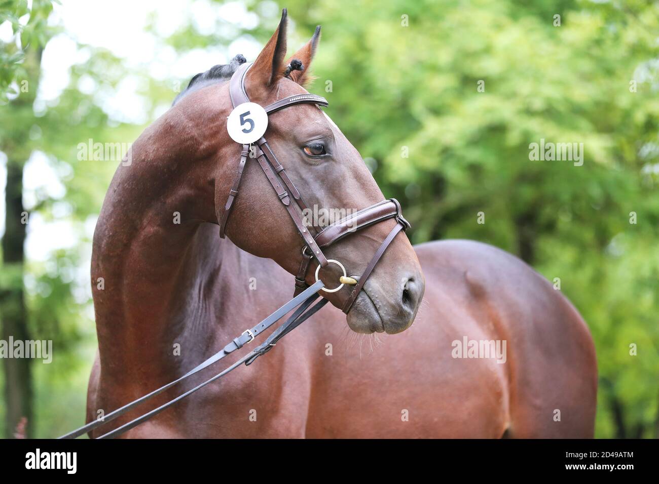 Belle face d'un cheval de race. Portrait de la belle étalon. Une photo ...