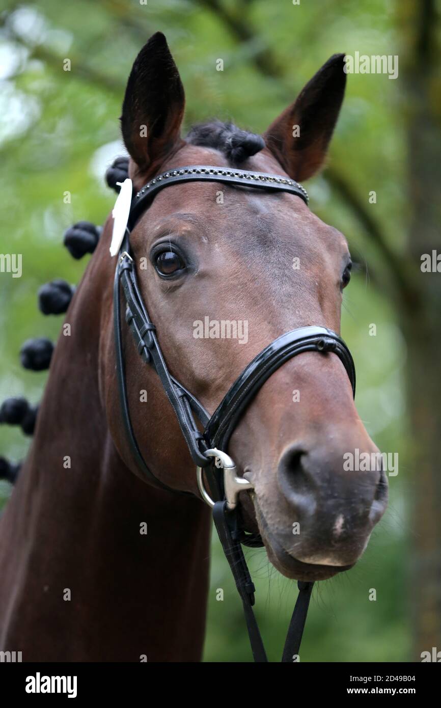 Belle face d'un cheval de race. Portrait de la belle étalon. Une photo ...