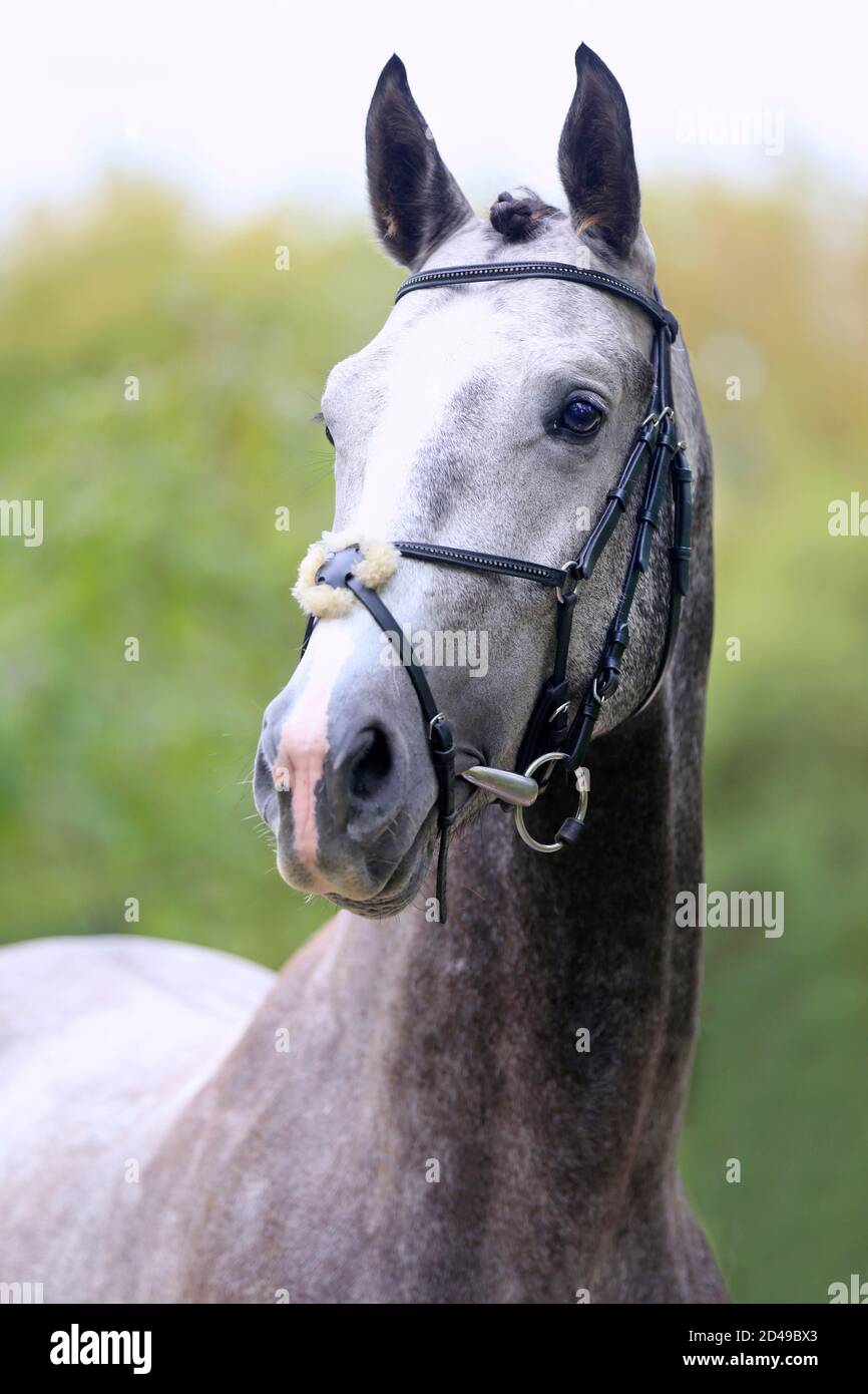 Belle face d'un cheval de race. Portrait de la belle étalon. Une photo ...