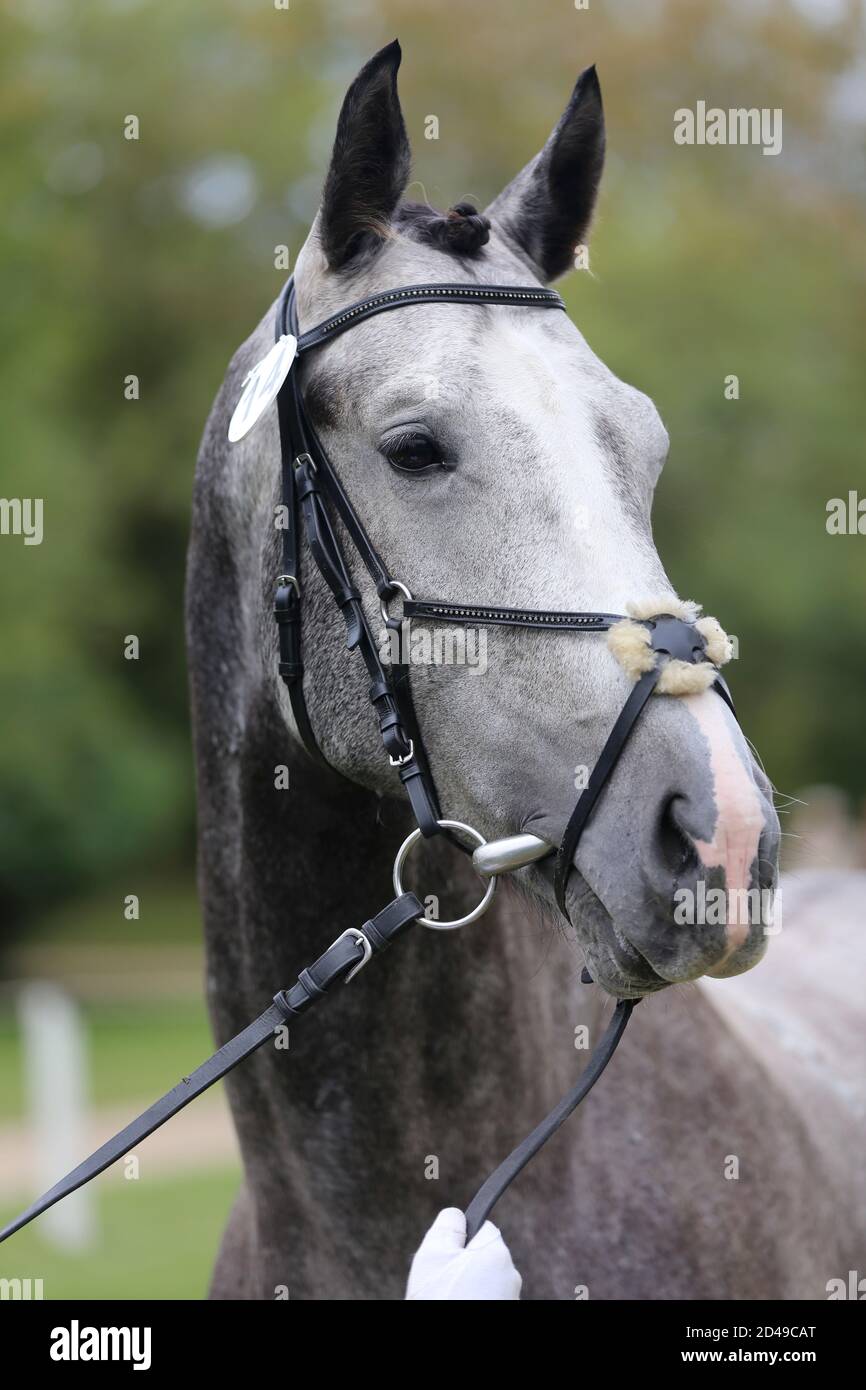 Belle face d'un cheval de race. Portrait de la belle étalon. Une photo ...
