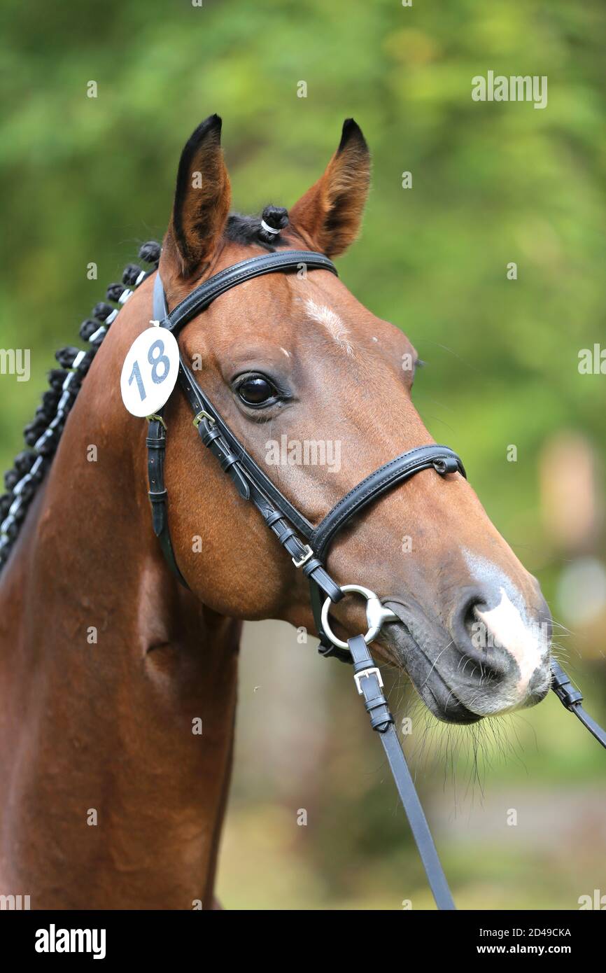 Belle face d'un cheval de race. Portrait de la belle étalon. Une photo ...