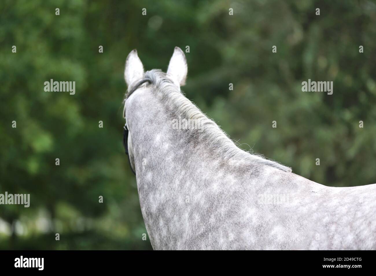Belle face d'un cheval de race. Portrait de la belle étalon. Une photo ...