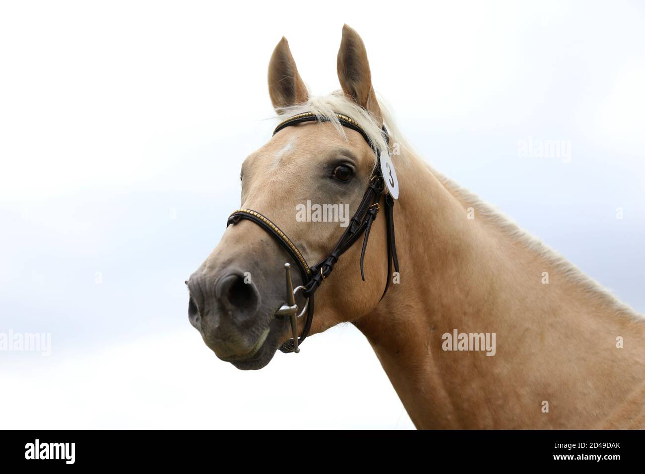 Belle face d'un cheval de race. Portrait de la belle étalon. Une photo ...