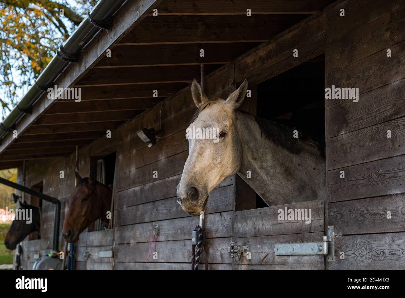 Cheval de stabulation Banque de photographies et d’images à haute ...