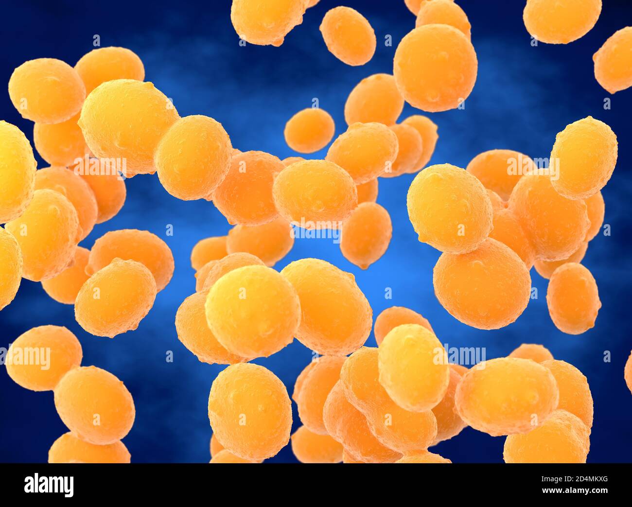 Methicillin resistant staph aureus skin Banque de photographies et d ...