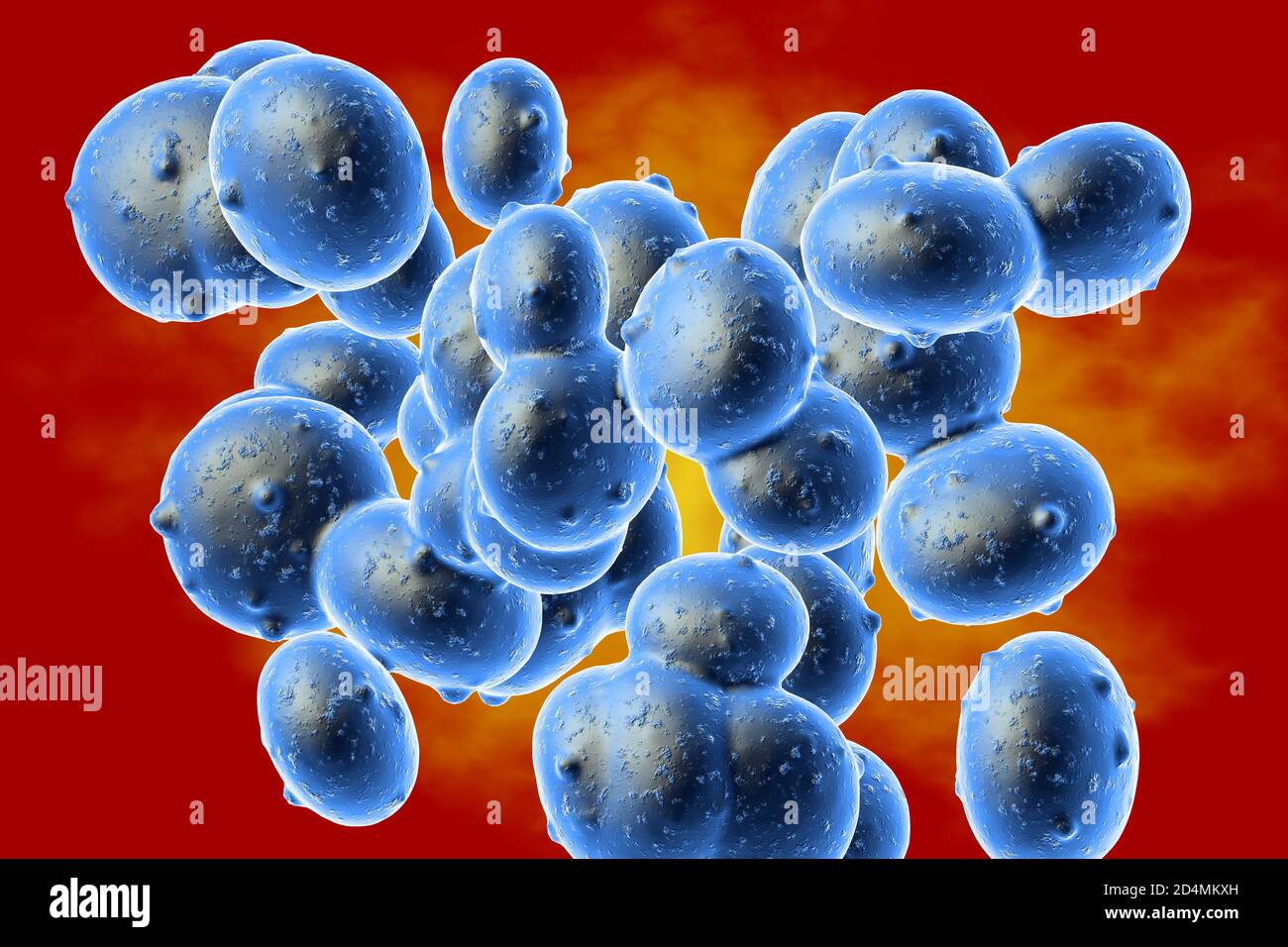 Illustration de la bactérie coccoïde Staphylococcus aureus (SARM ...
