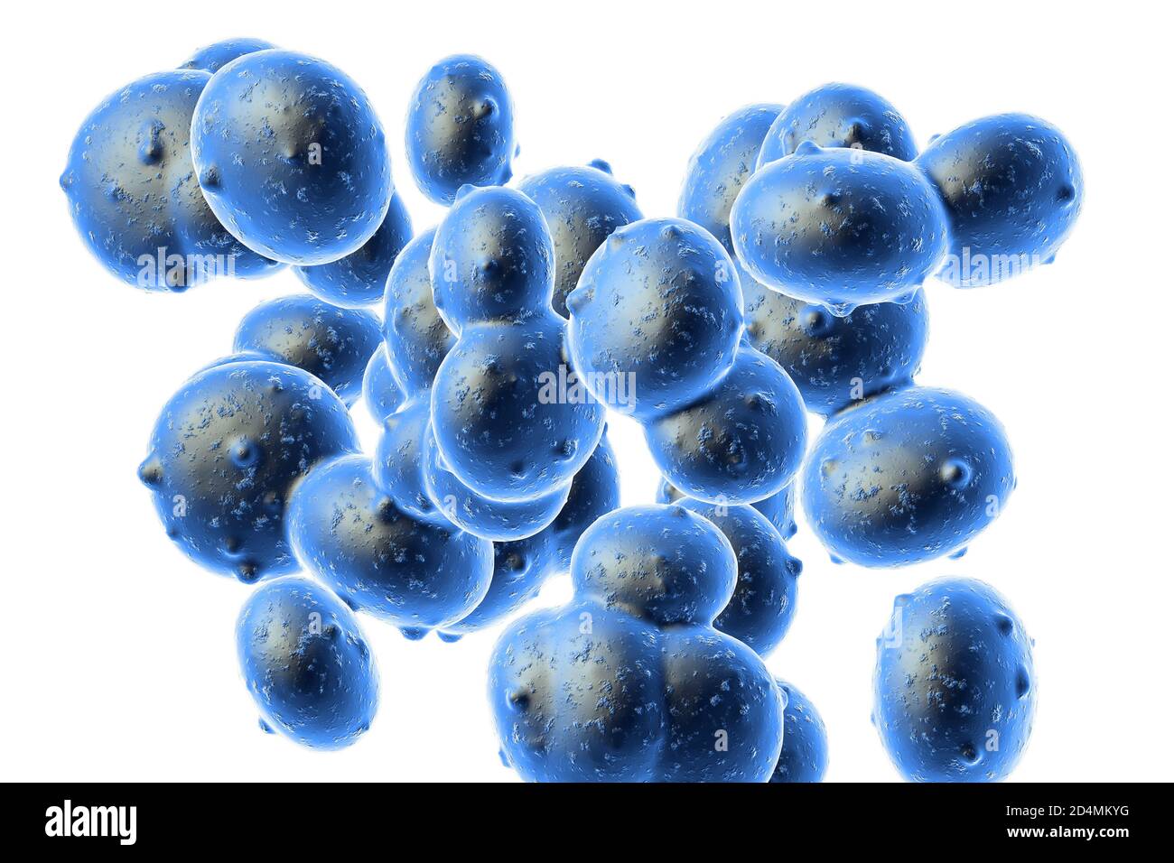Illustration de la bactérie coccoïde Staphylococcus aureus (SARM ...