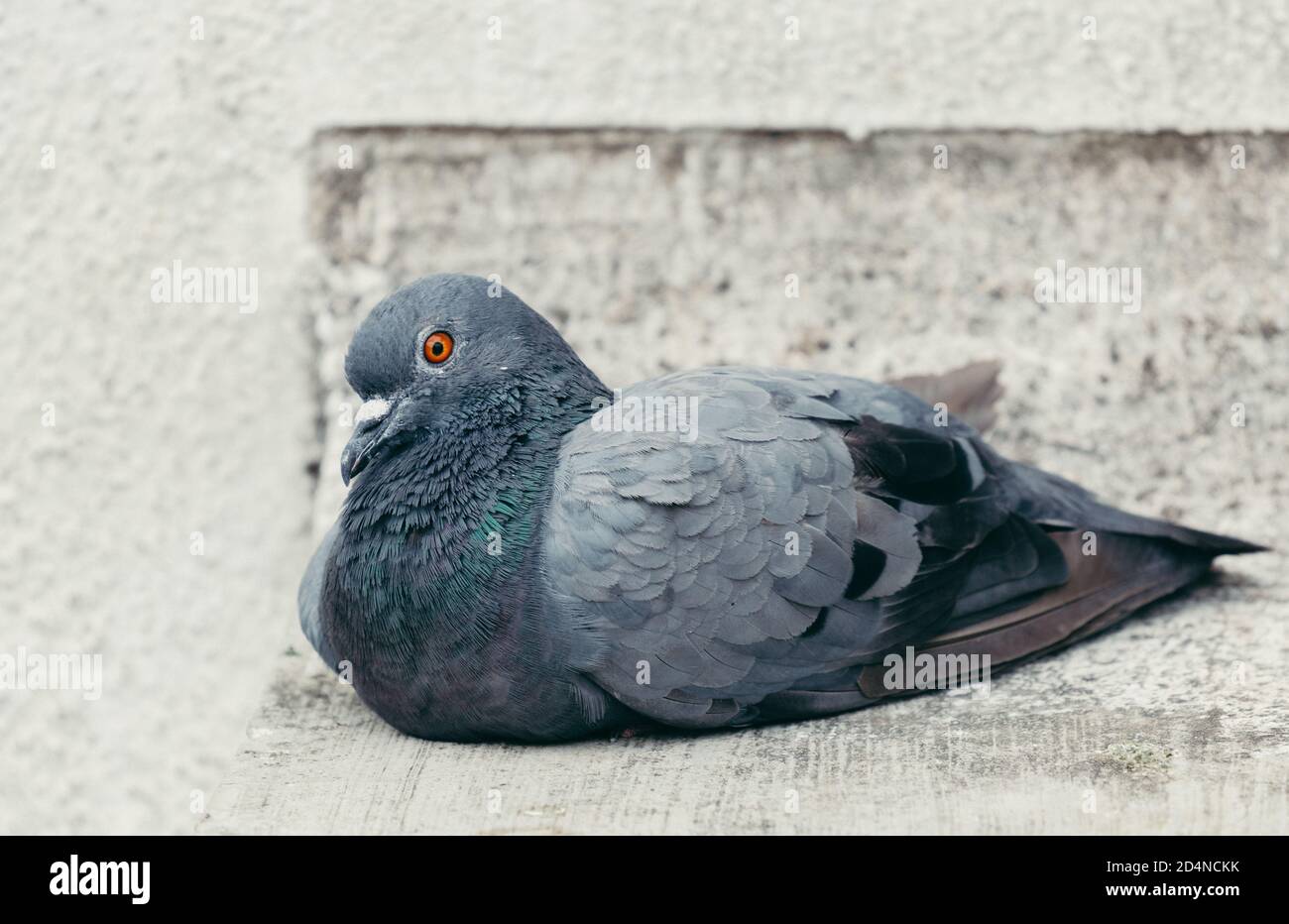 Pigeon de l'environnement Banque de photographies et d’images à haute ...