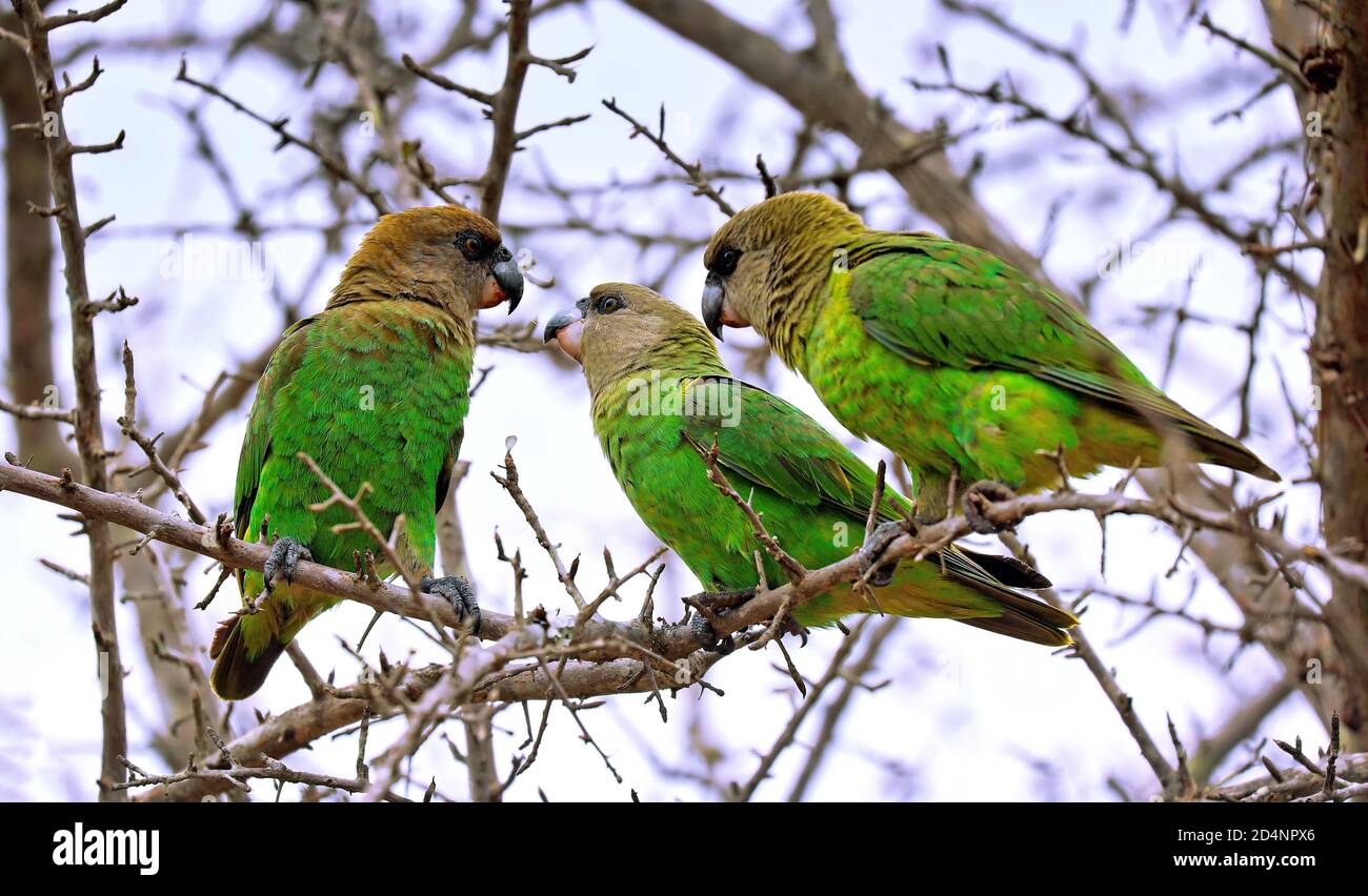 Perroquet perroquet oiseau oiseaux animal animaux afrique afrique faune ...
