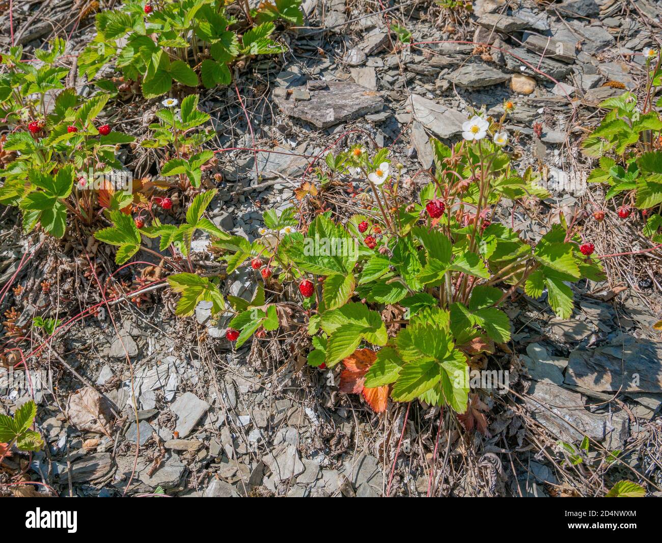 Petites fraises Banque de photographies et d’images à haute résolution ...