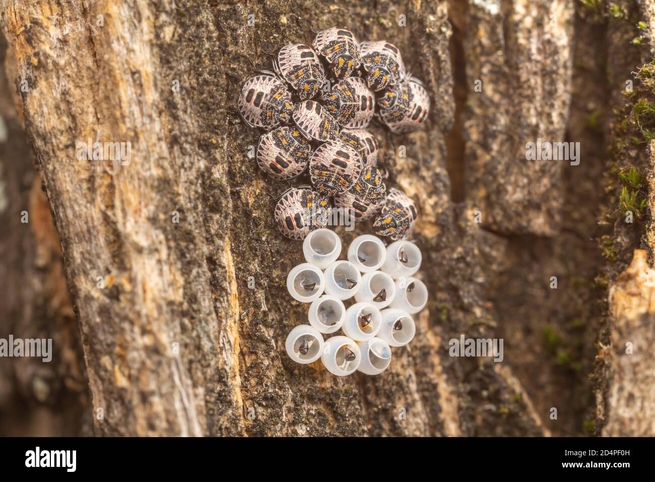 Pentatomidae eggs Banque de photographies et d’images à haute ...