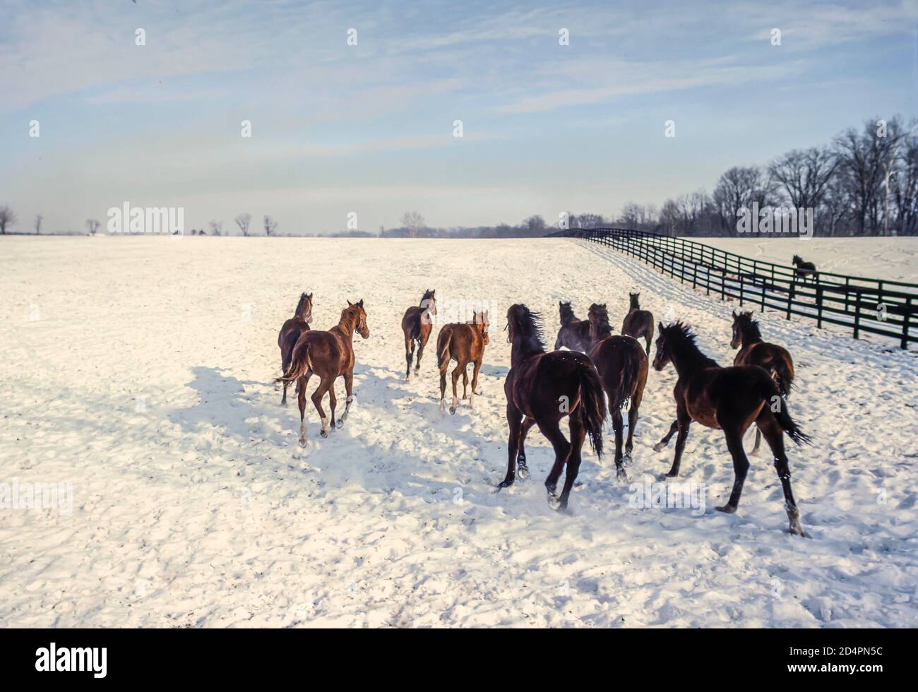 Chevaux courant dans la neige Banque de photographies et d’images à ...