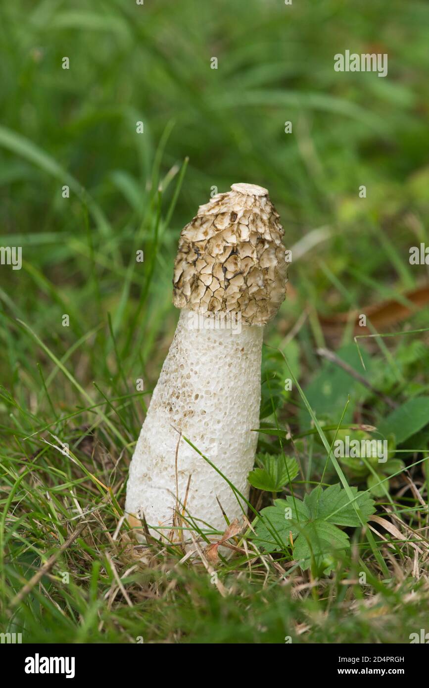 Champignon puanteur phallus impudicus Banque de photographies et d’images à haute résolution - Alamy