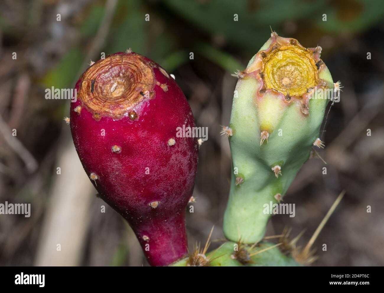 Gros plan du cactus de poire de Prickly Opuntia ficus-indica fruit. La ...