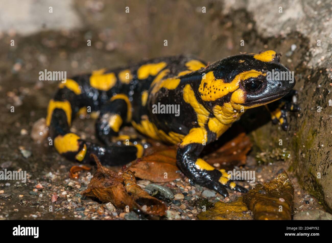 Fire salamanders Banque de photographies et d’images à haute résolution ...