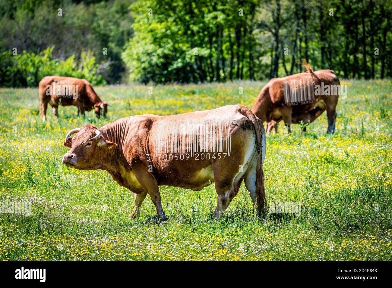Barcode animal Banque de photographies et d’images à haute résolution ...