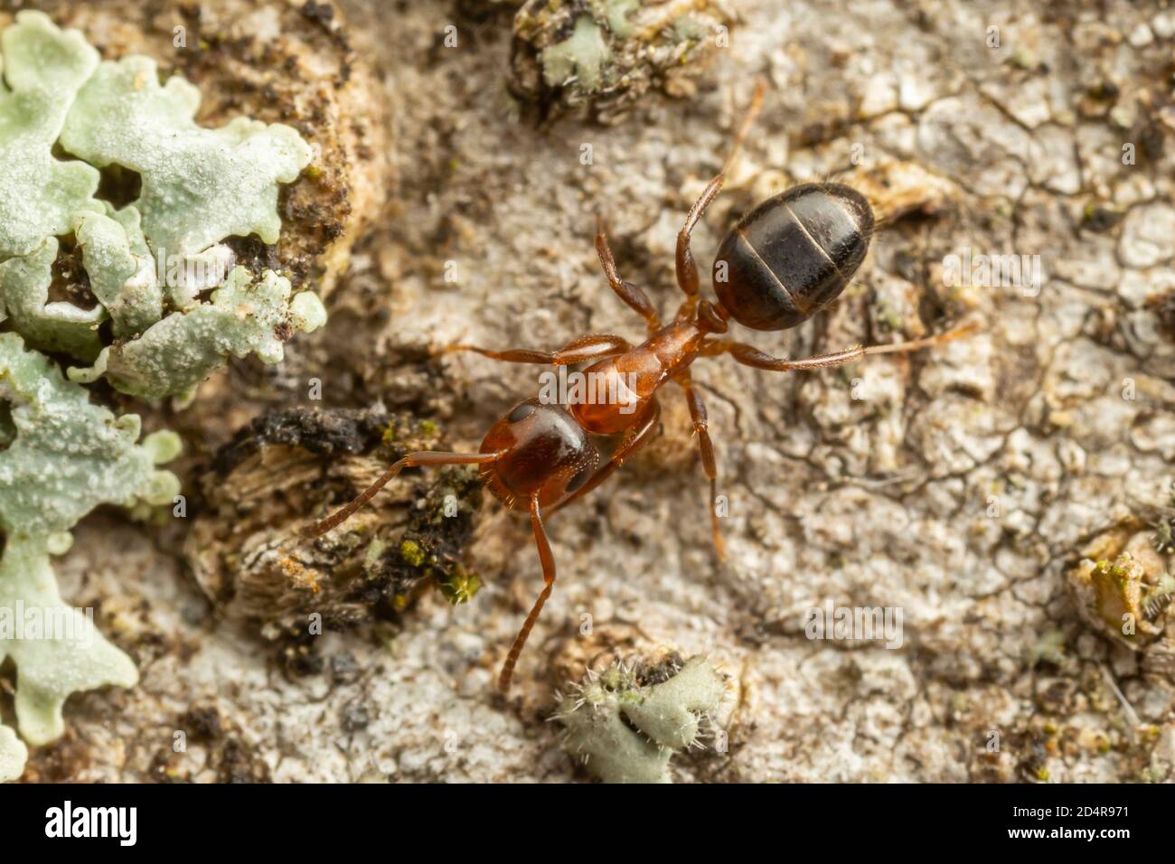 Fourmis gardiennes Banque de photographies et d’images à haute ...
