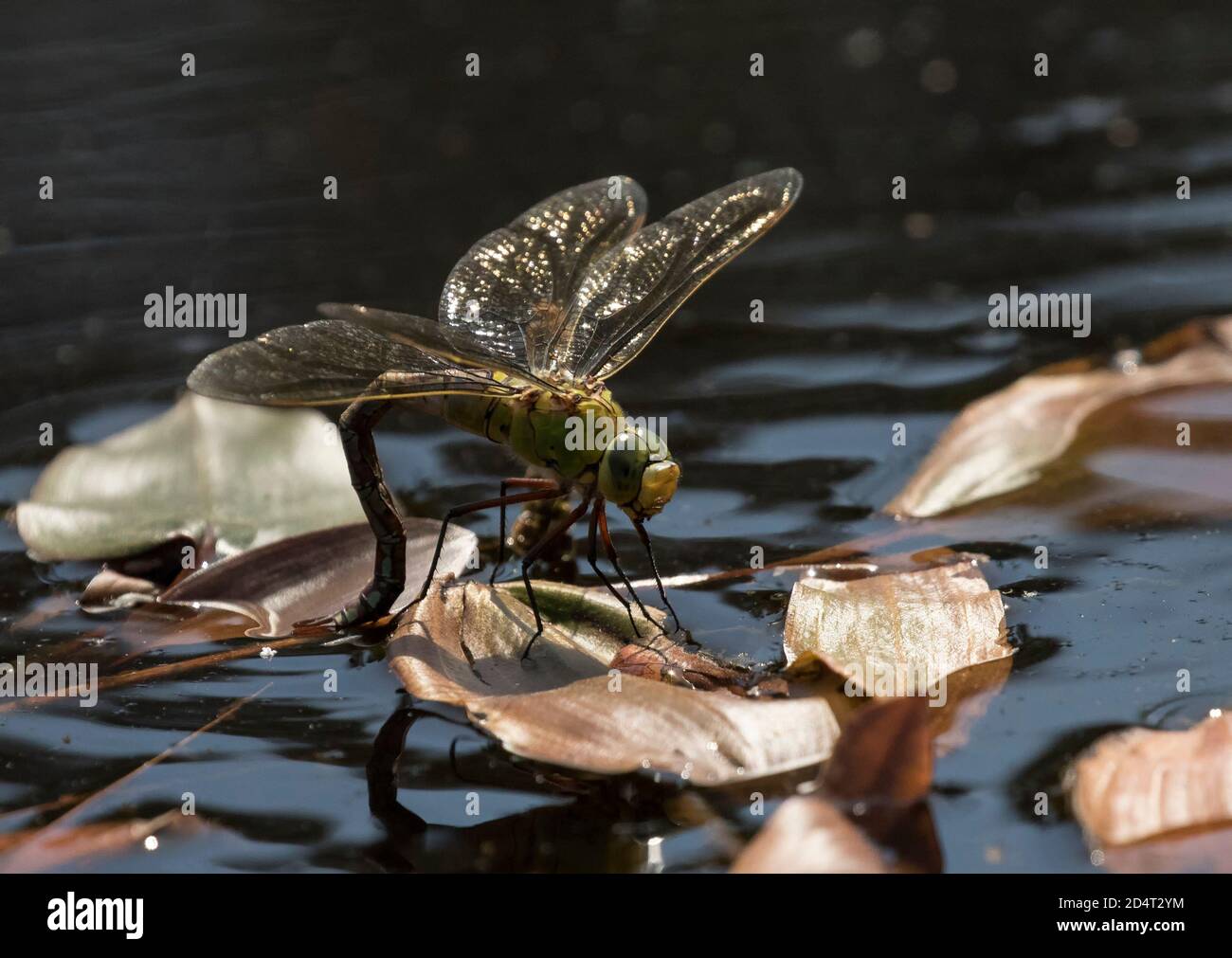 Libellule pondant des oeufs Banque de photographies et d’images à haute résolution - Alamy
