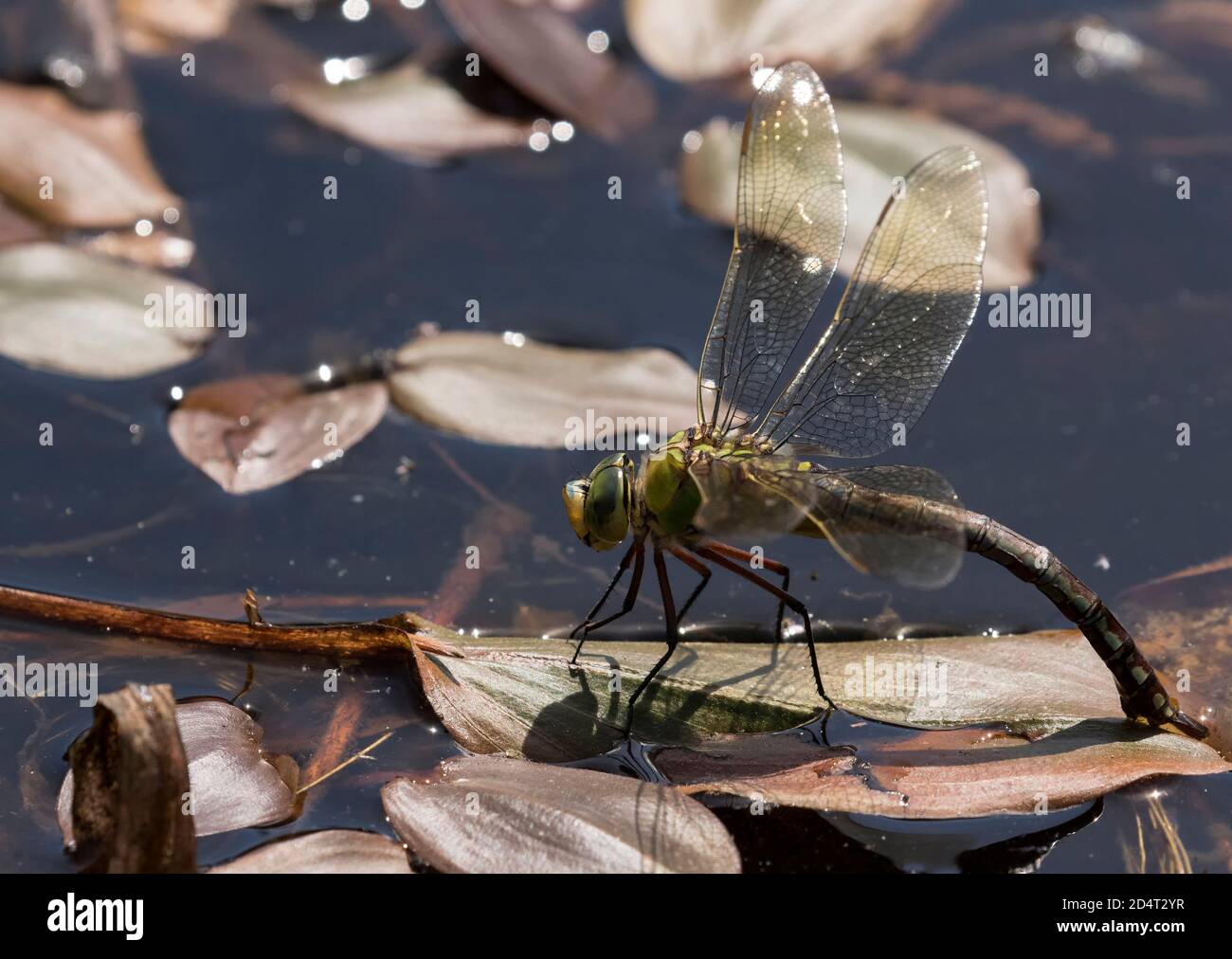 Libellule pondant des oeufs Banque de photographies et d’images à haute résolution - Alamy